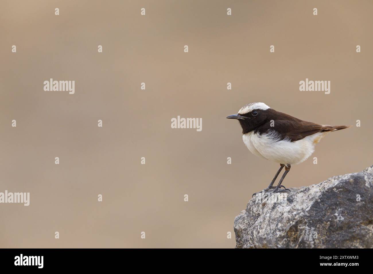 Arabian Wheatear, (Oenanthe lugentoide, Middle East, Oman, male, Jabal ...