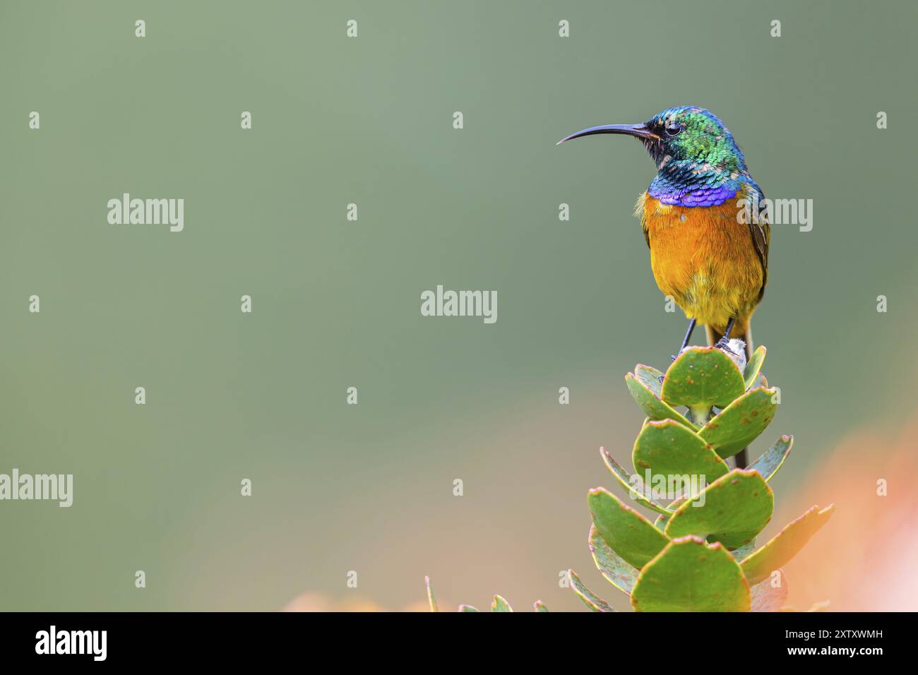 Orange-breasted sunbird (Anthobaphes violacea), Nectarinia violacea ...