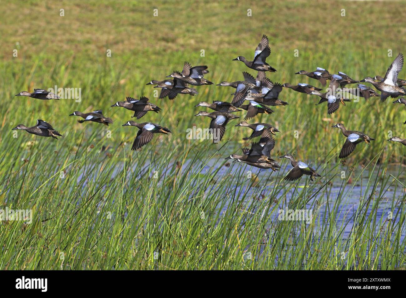 Blue-winged teal (Anas discors), group, flock, flock of birds, aerial ...