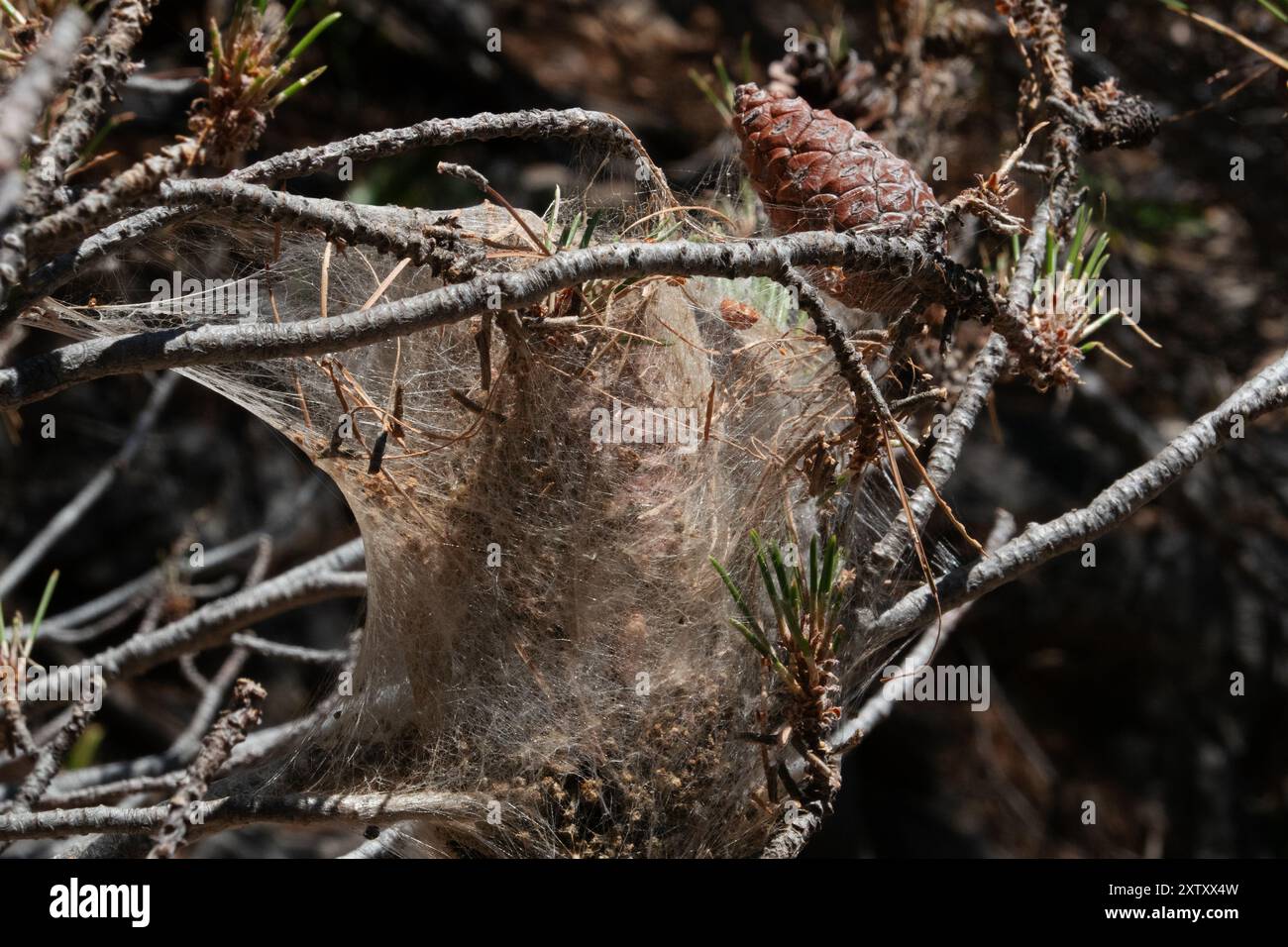 Tent made by larvae hi-res stock photography and images - Alamy