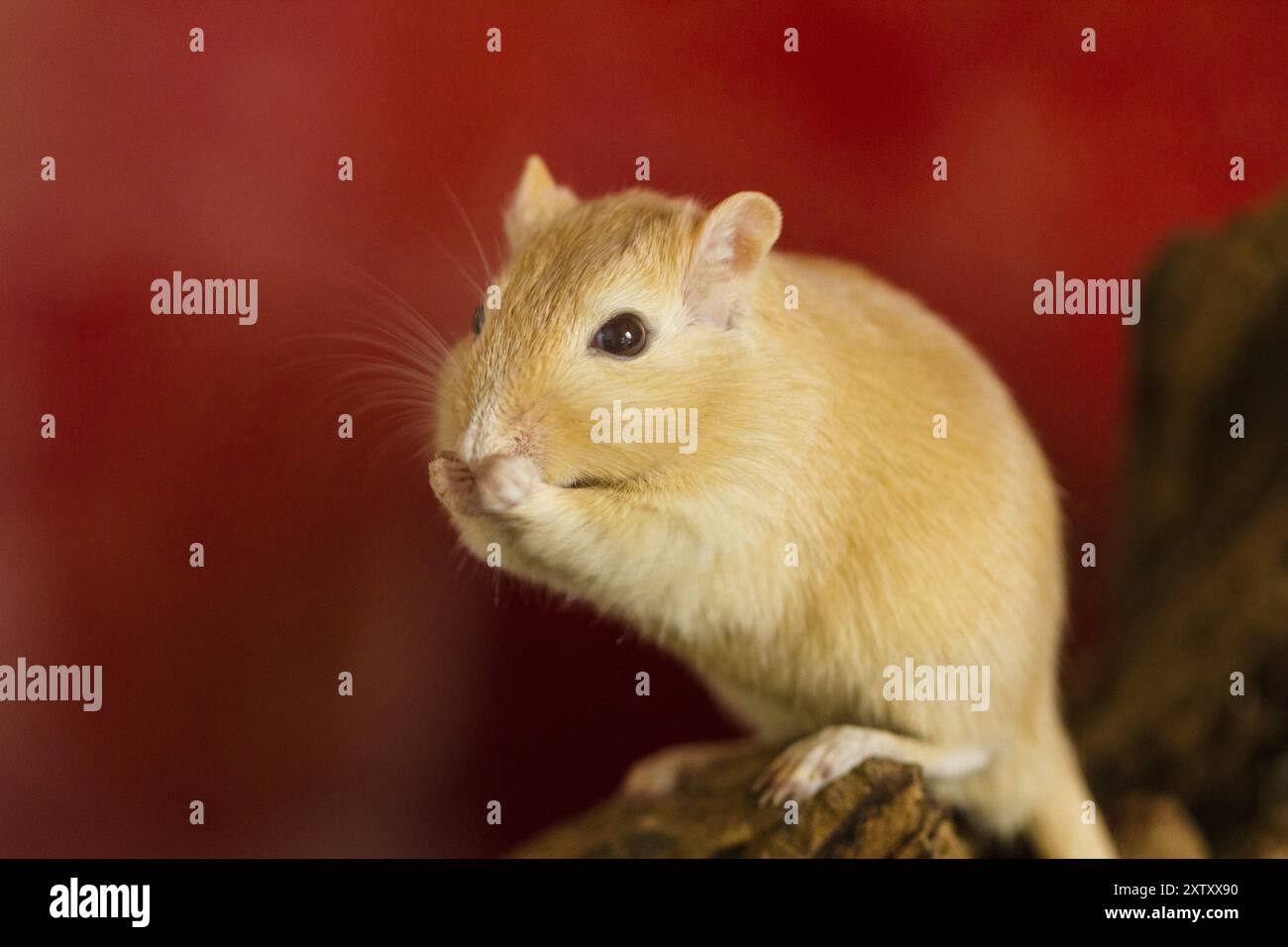 Mongolian gerbil (Meriones), gerbil as a pet Stock Photo - Alamy
