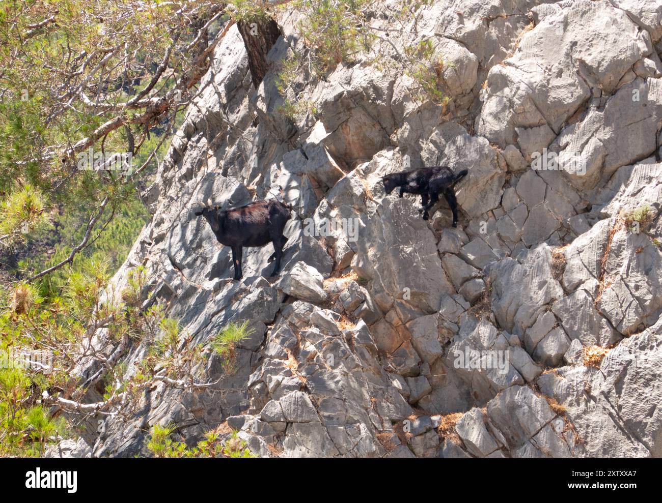 Mountain Goats Climbing Cliffs