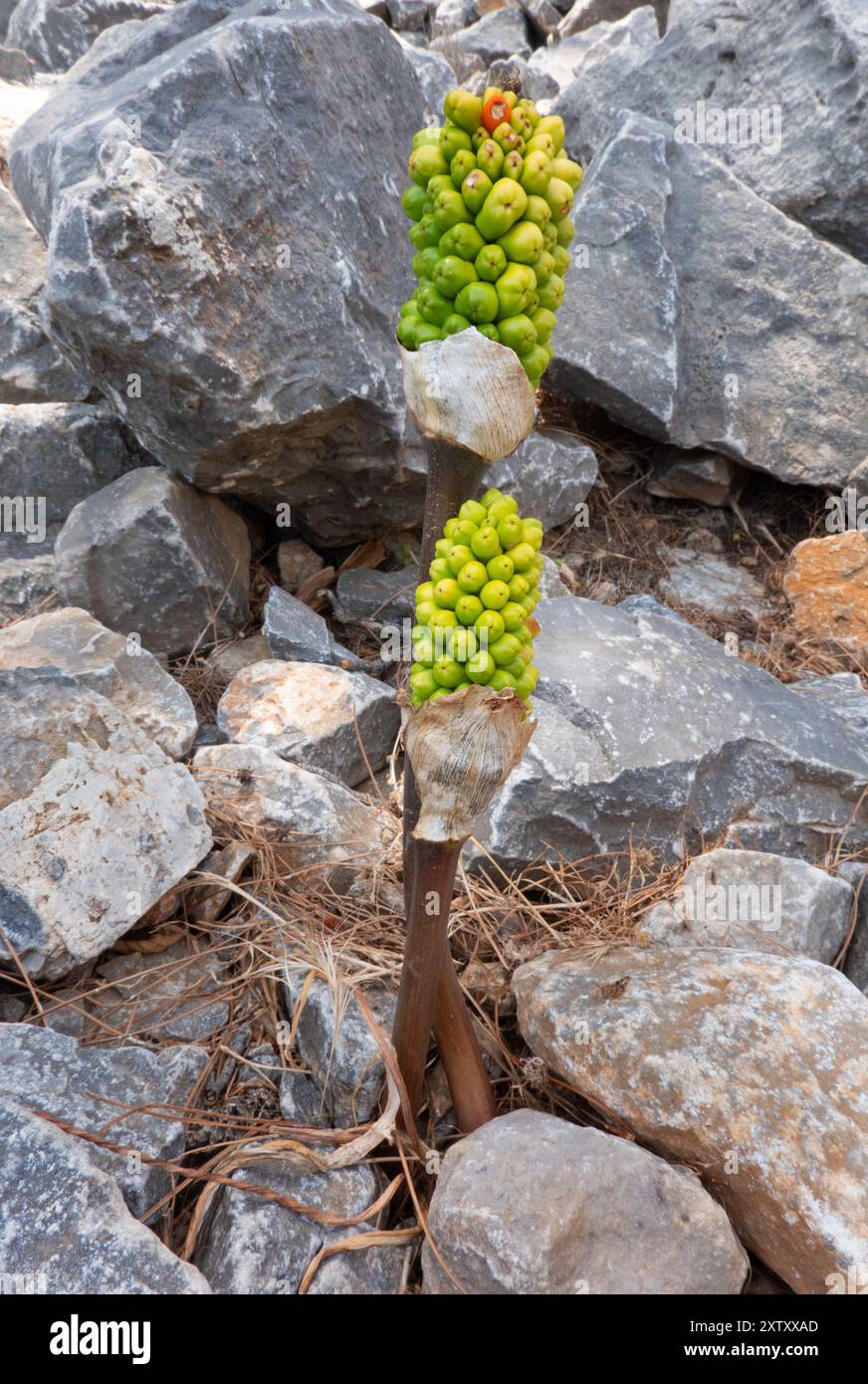 Unripe green seeds of Dragon lily, Dracunculus vulgaris, growing ...