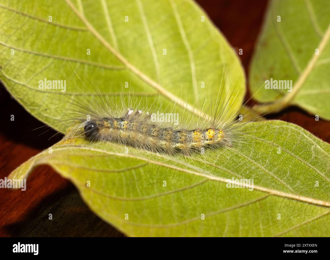 Setal tuft hi-res stock photography and images - Alamy