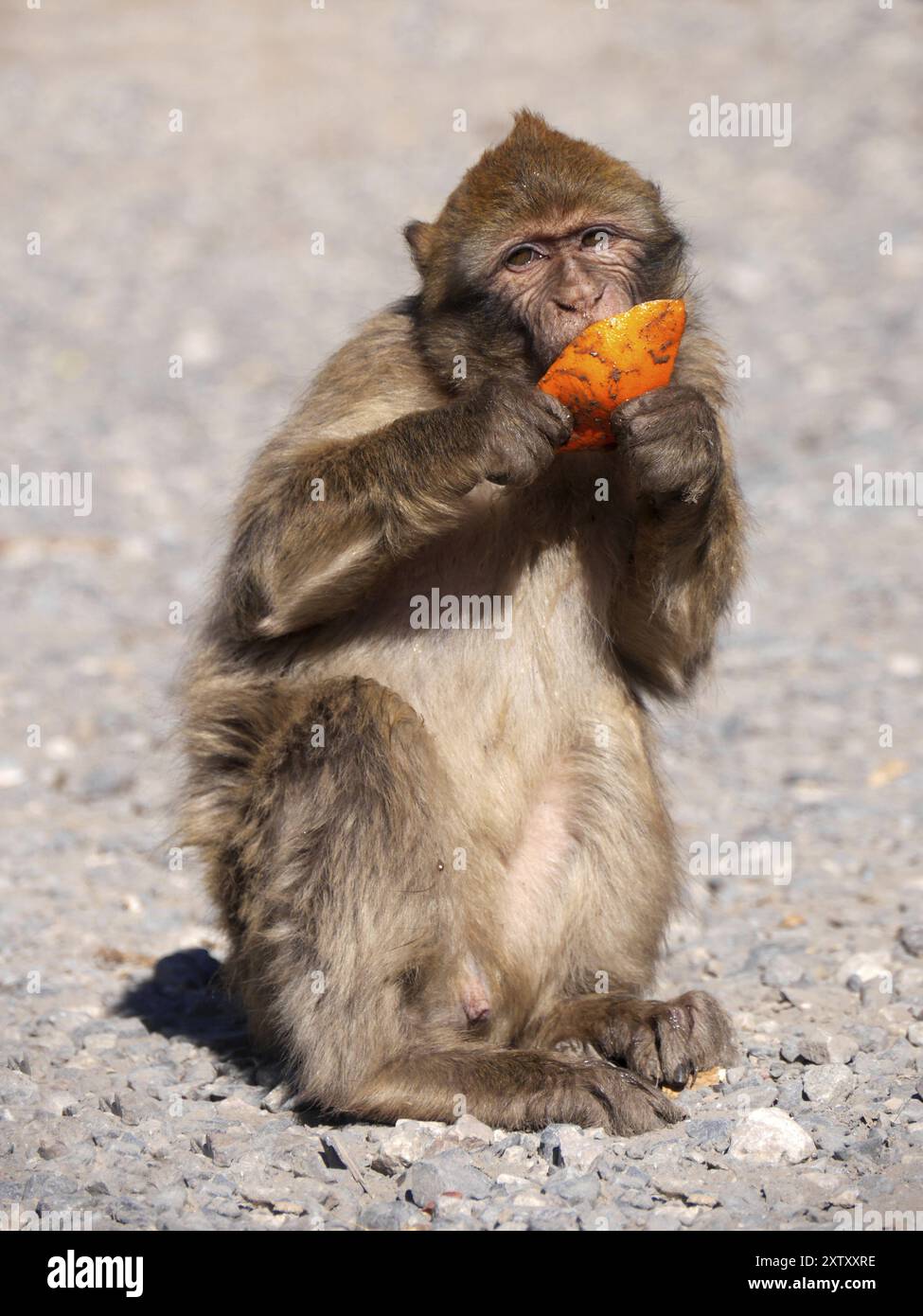 Barbary macaque in the Atlas Mountains in Morocco eating an orange ...
