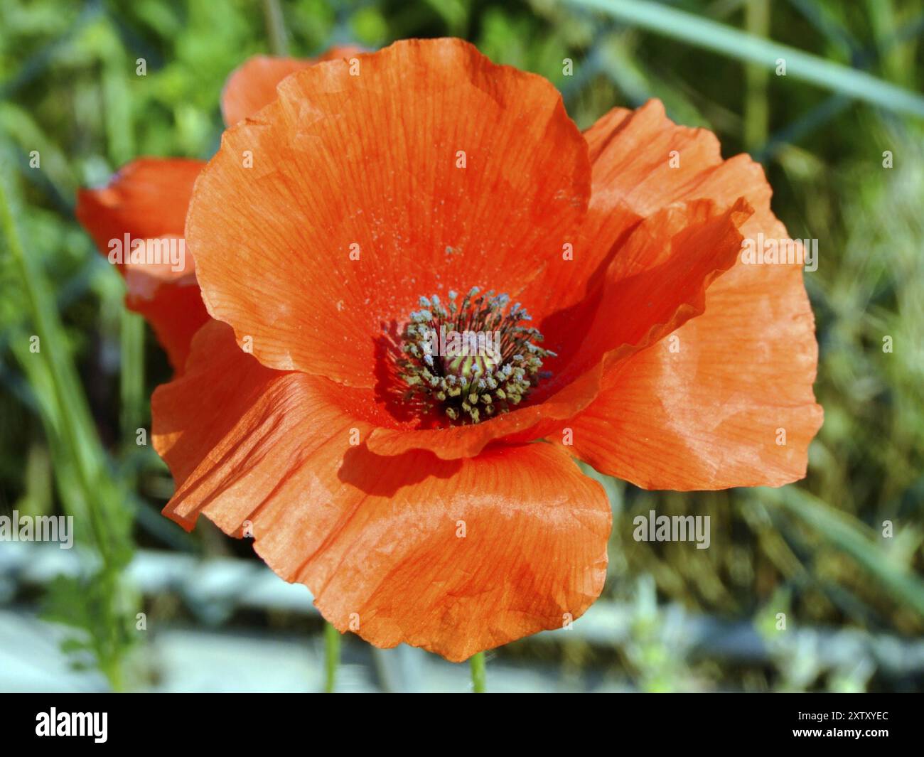 Macro of a single poppy Stock Photo - Alamy