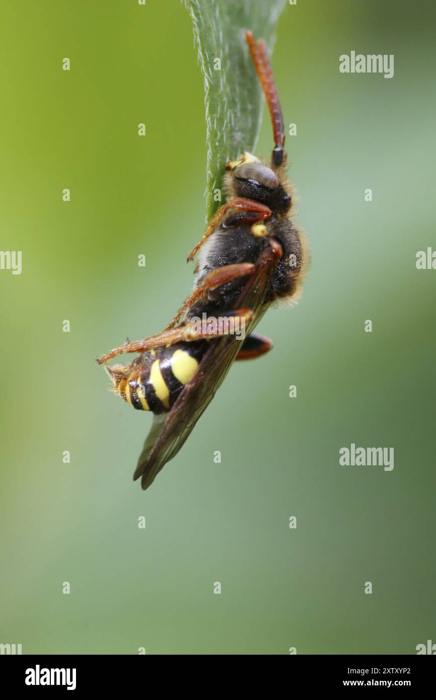 Bee take a nap hi-res stock photography and images - Alamy