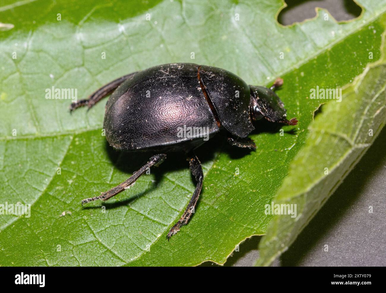 A robust rounded Dung Beetle, the Sacred Dung Beetle is active by day ...