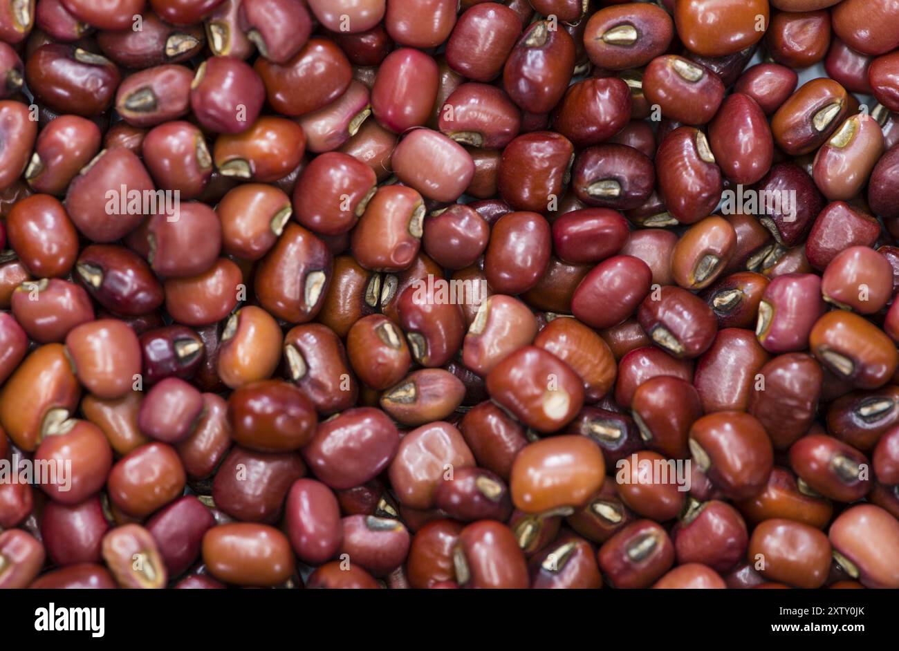 Close up shot red bean hi-res stock photography and images - Alamy