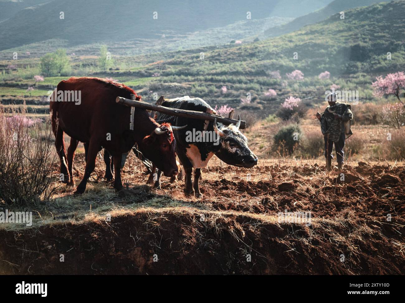 Yoke oxen to the plough hi-res stock photography and images - Alamy