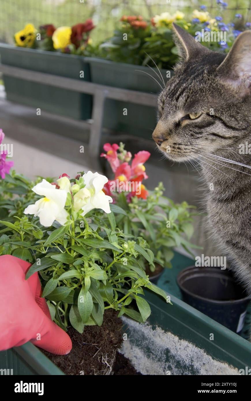 Dragon flower hi-res stock photography and images - Alamy