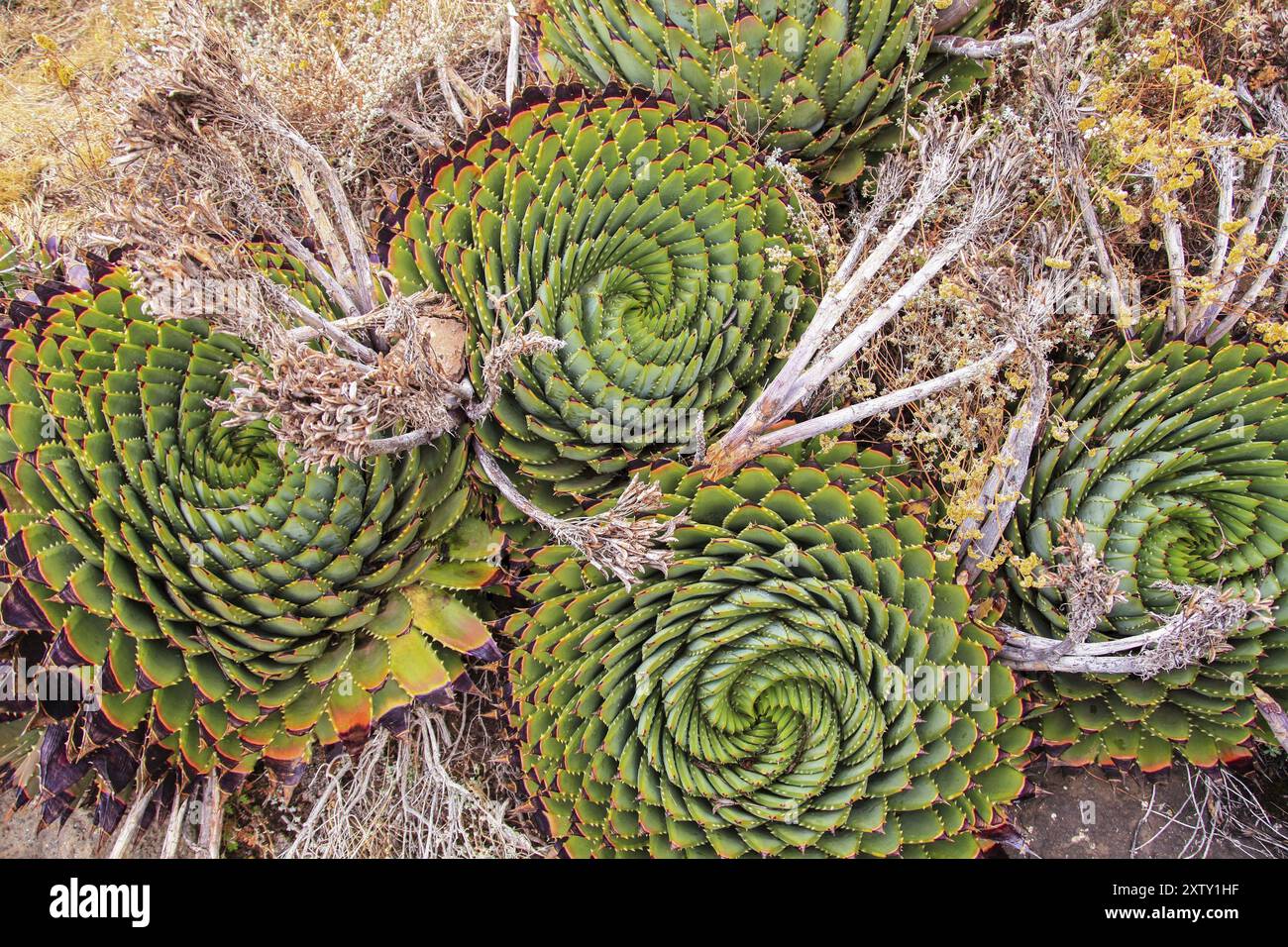 Spiral aloe lesotho hi-res stock photography and images - Alamy