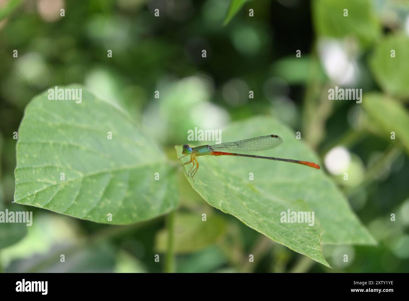 Bi colored damselfly hi-res stock photography and images - Alamy