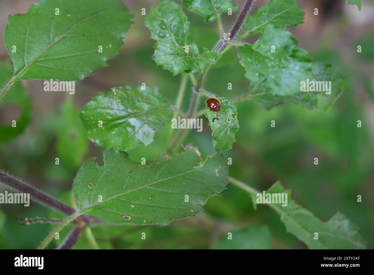 Alexiidae hi-res stock photography and images - Alamy