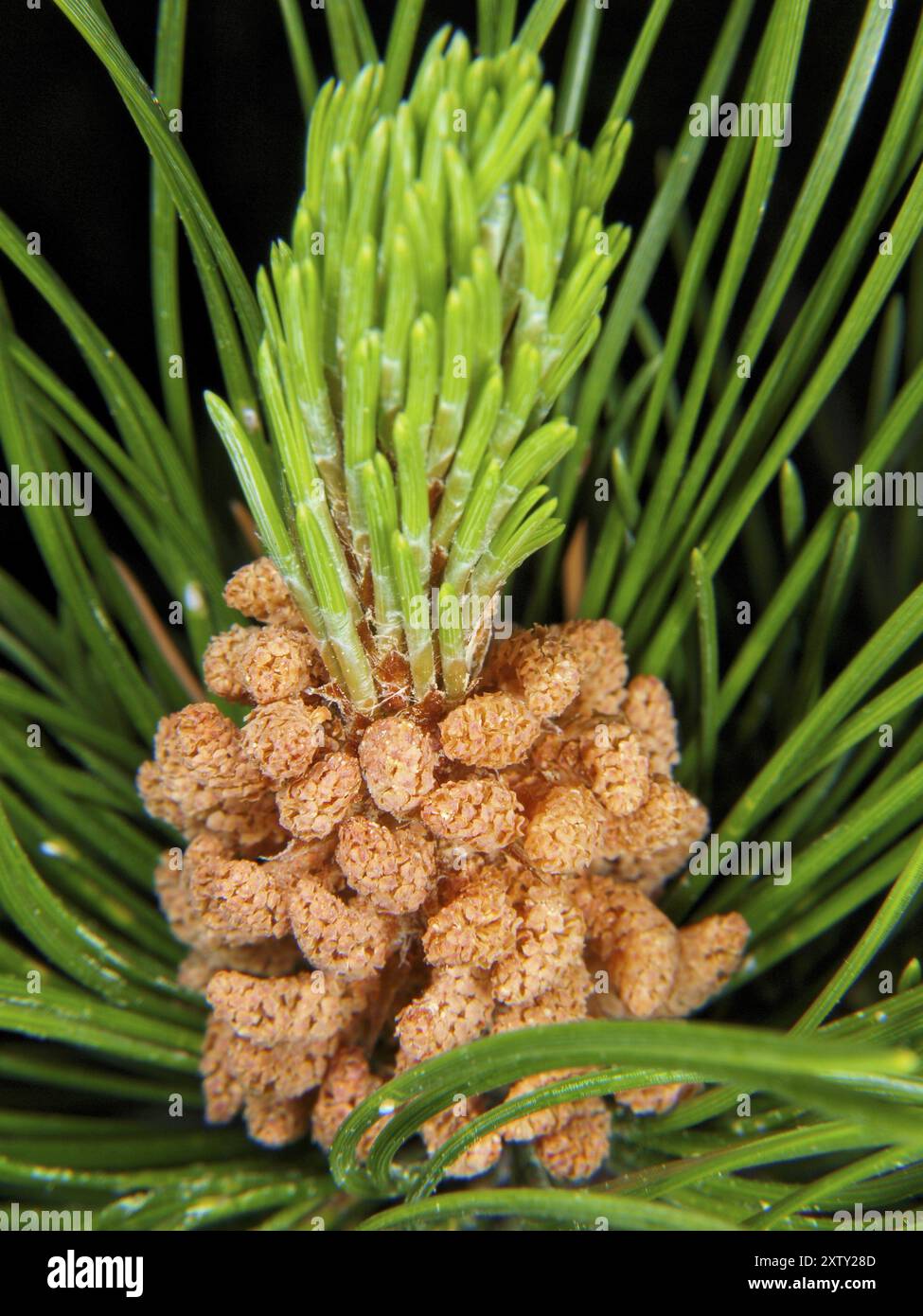 Close up macro view tree hi-res stock photography and images - Alamy