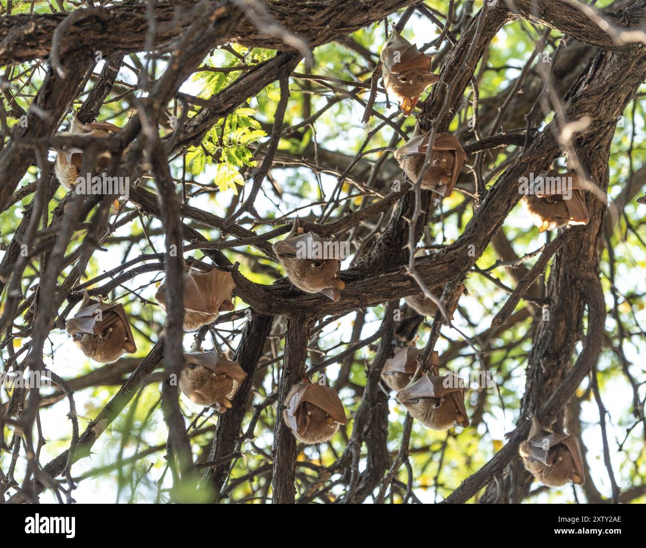 Zimbabwe rsa hi-res stock photography and images - Alamy