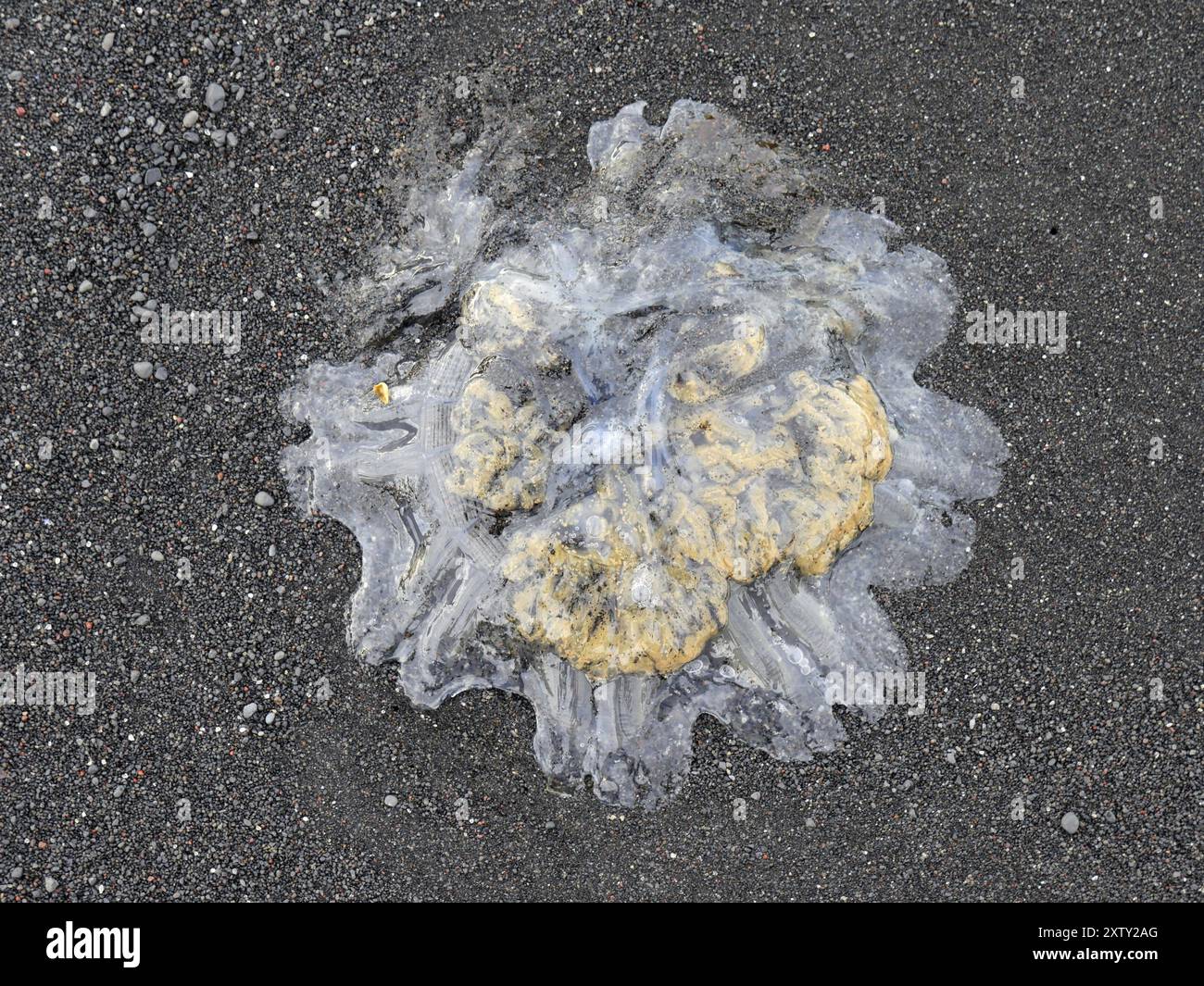 Natural icelandic beachfront sand hi-res stock photography and images ...