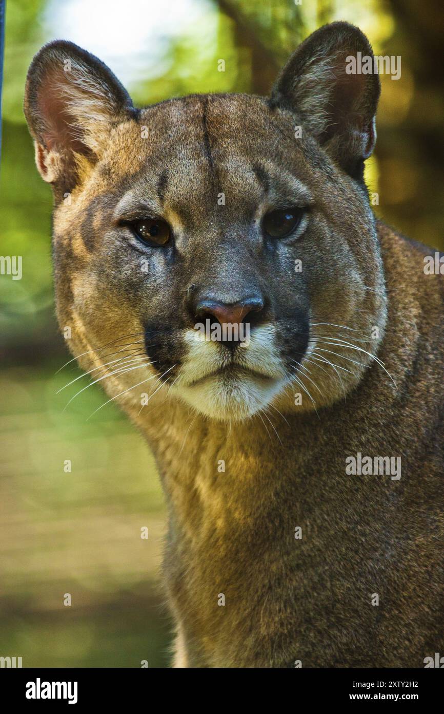 Puma habitat hi-res stock photography and images - Alamy