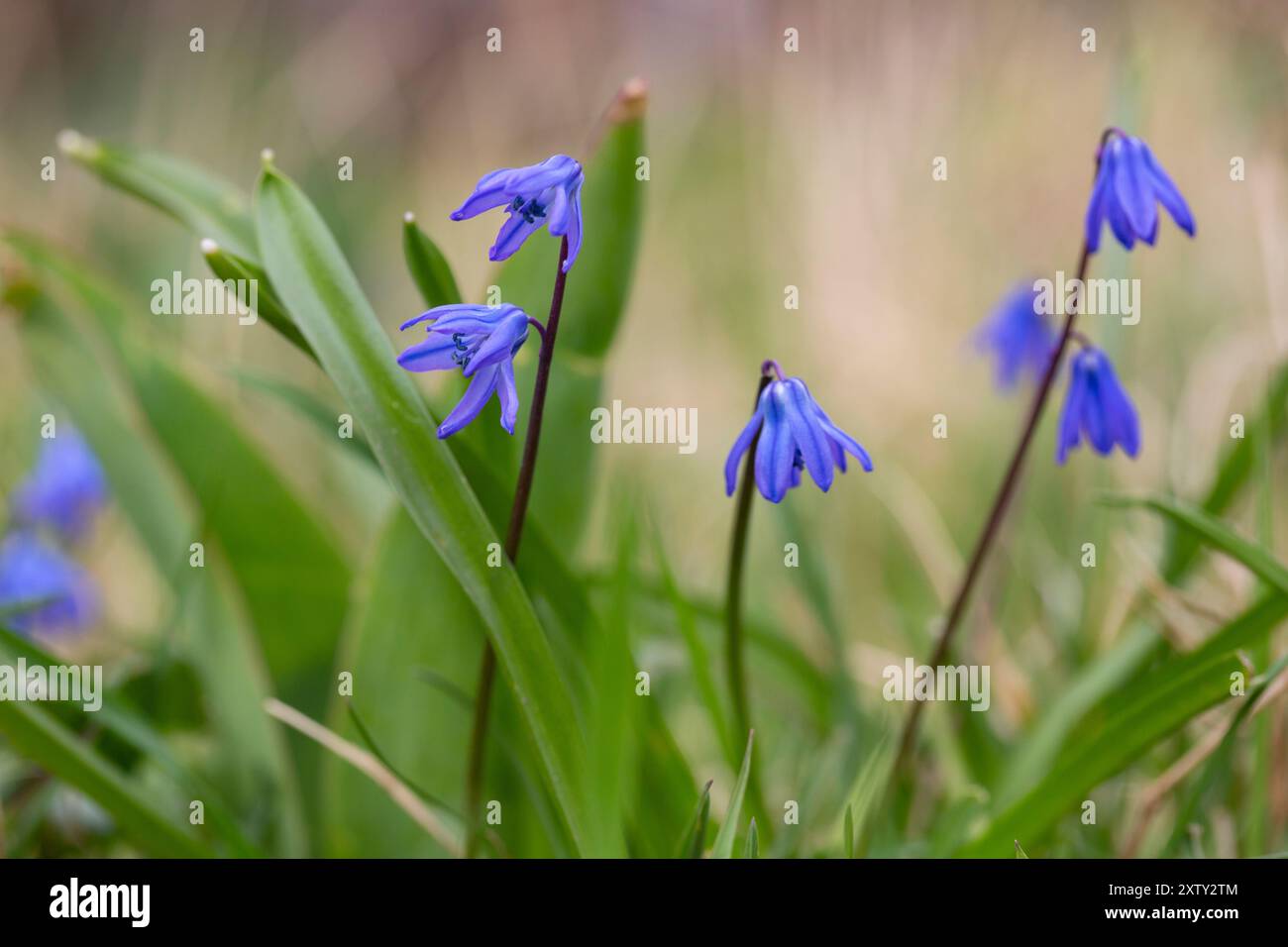 Siberian squill (Scilla siberica). General view of the flowering plant ...