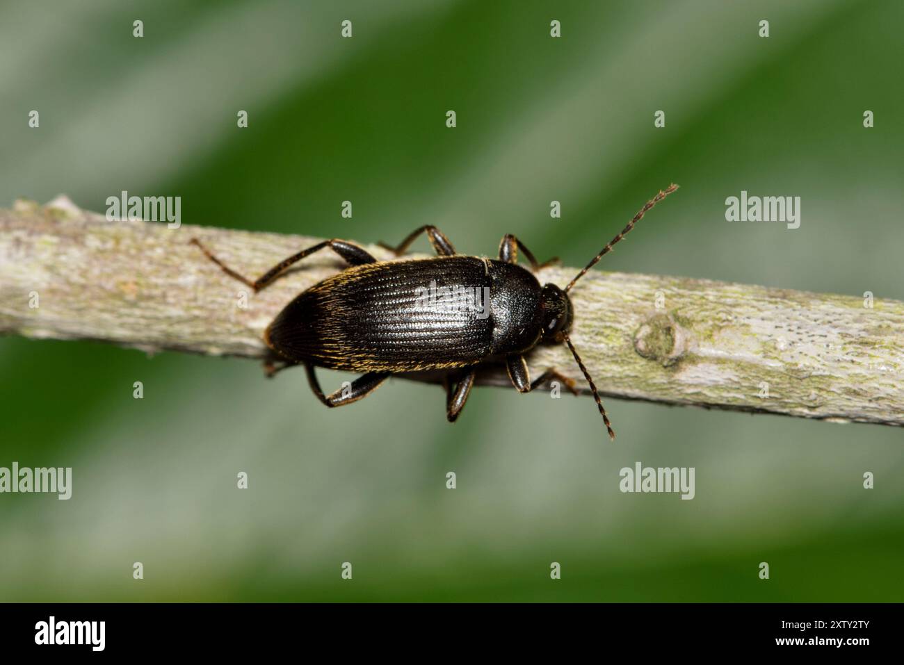 Comb-Clawed beetle Lobopoda socia insect nature Springtime pest control ...