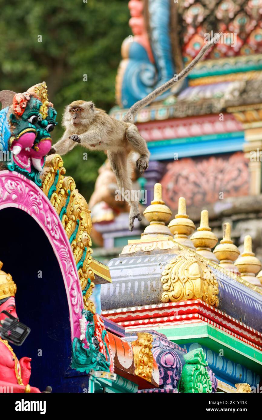 Macaque Monkey jumping on an Hindu Temple at the Batu Cave, Malaysia ...
