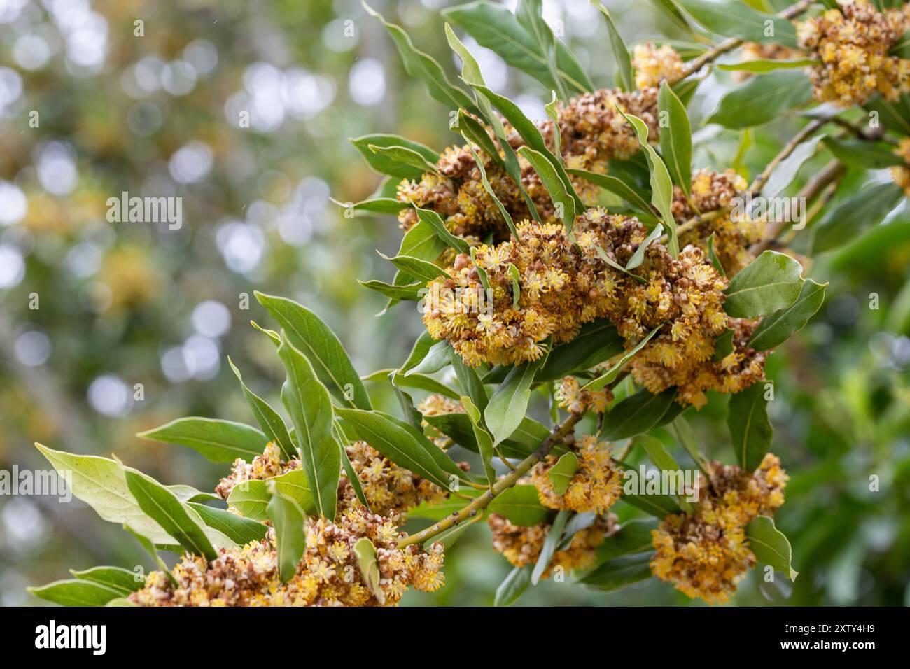 Laurel bay trees hi-res stock photography and images - Alamy