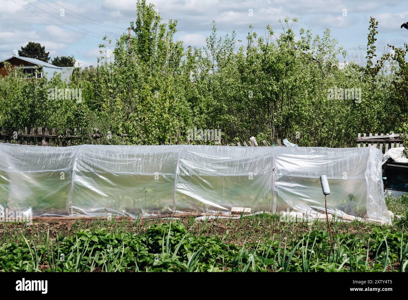 polyethylene greenhouse in a vegetable garden with herbs Stock Photo ...