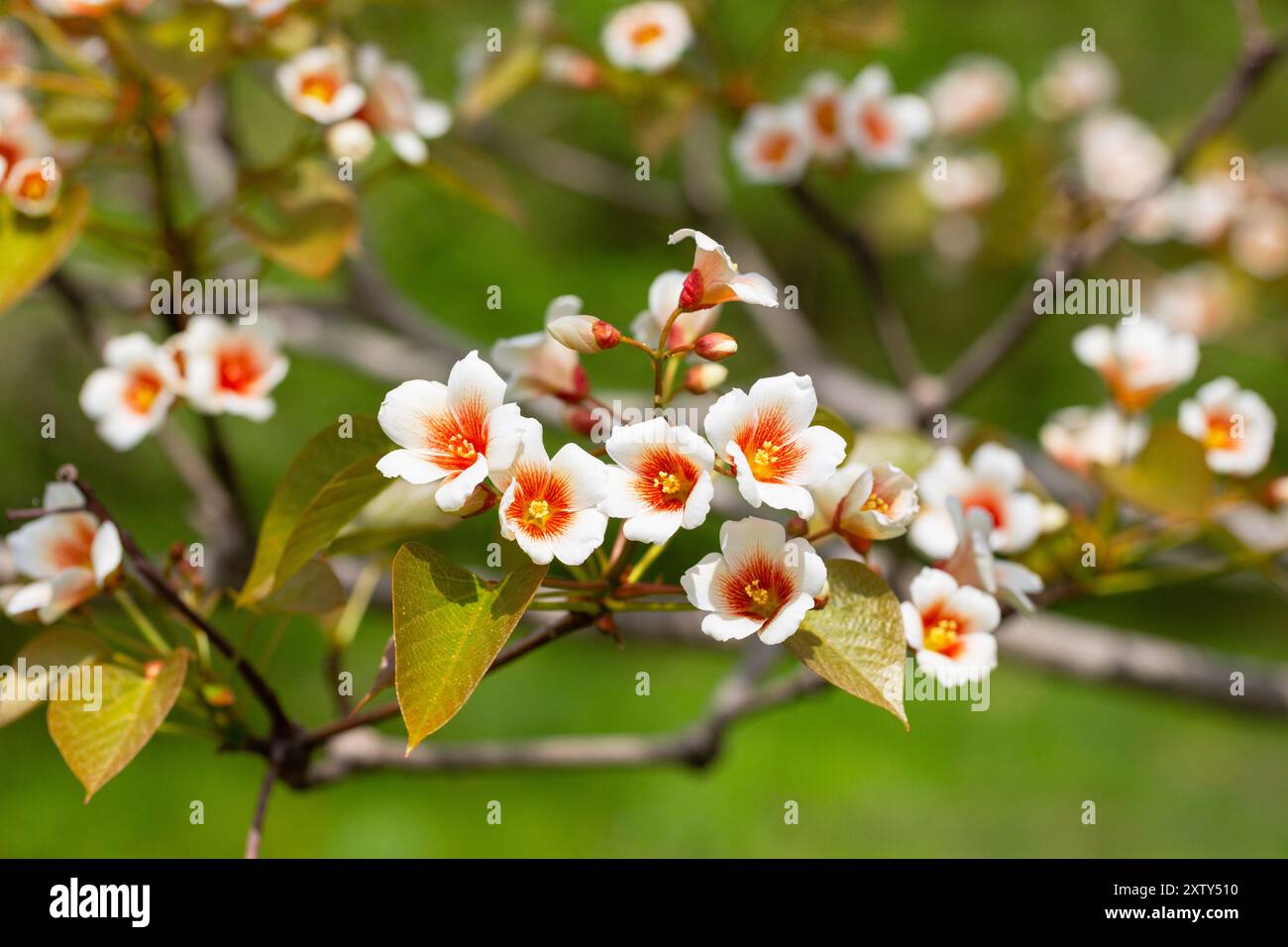 Tungoil tree hi-res stock photography and images - Alamy