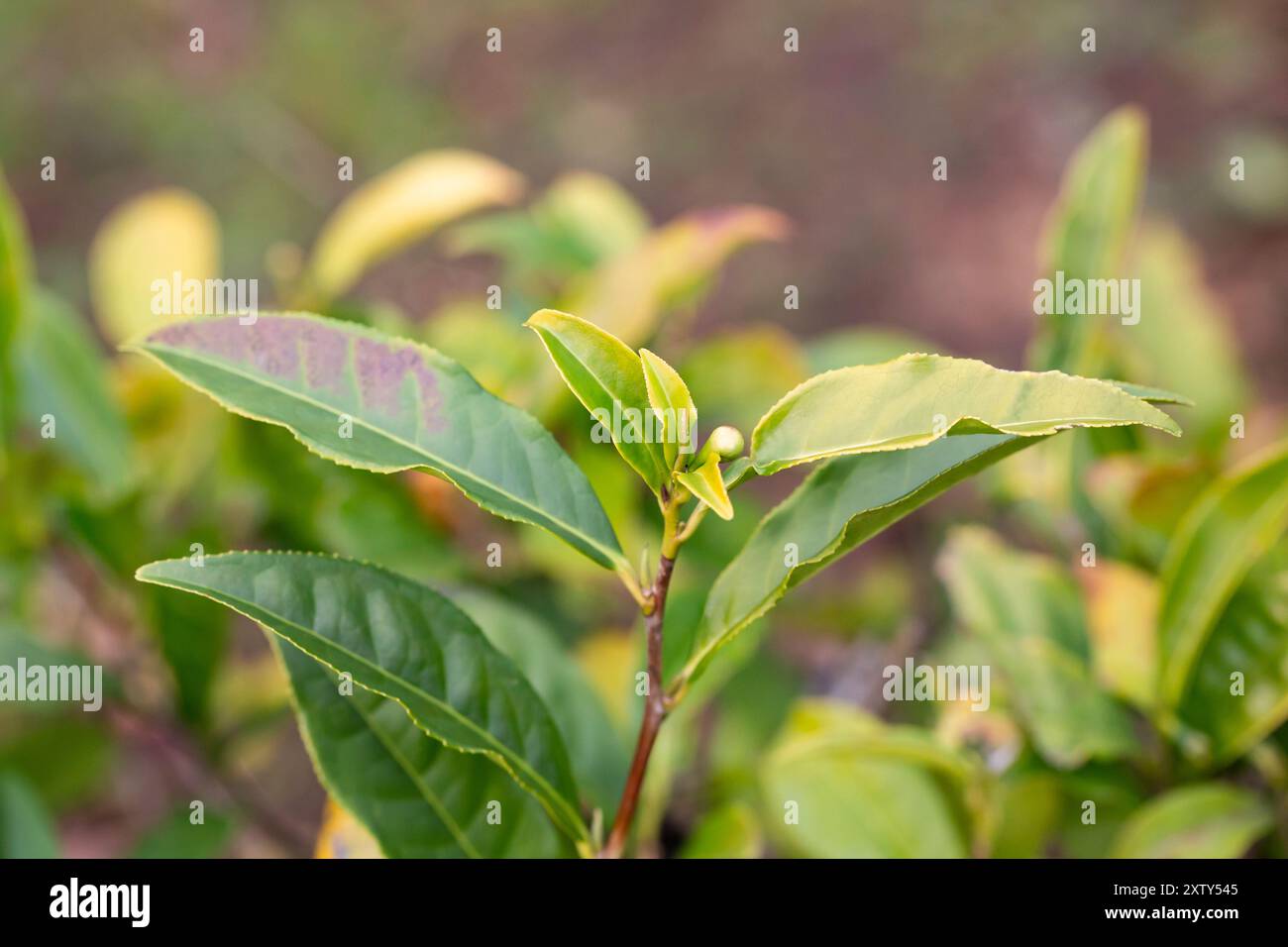 Green tea tree leaves field Fresh young tender bud herbal in farm on ...