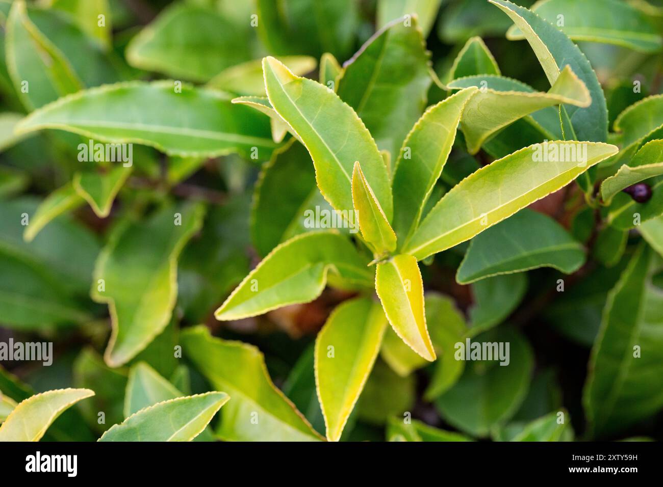 Green tea tree leaves field Fresh young tender bud herbal in farm on ...