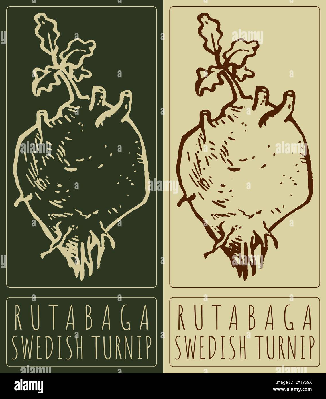 Vector drawing RUTABAGA. Hand drawn illustration. Latin name is SWEDISH ... Vector drawing RUTABAGA. Hand drawn illustration. Latin name is SWEDISH ...
