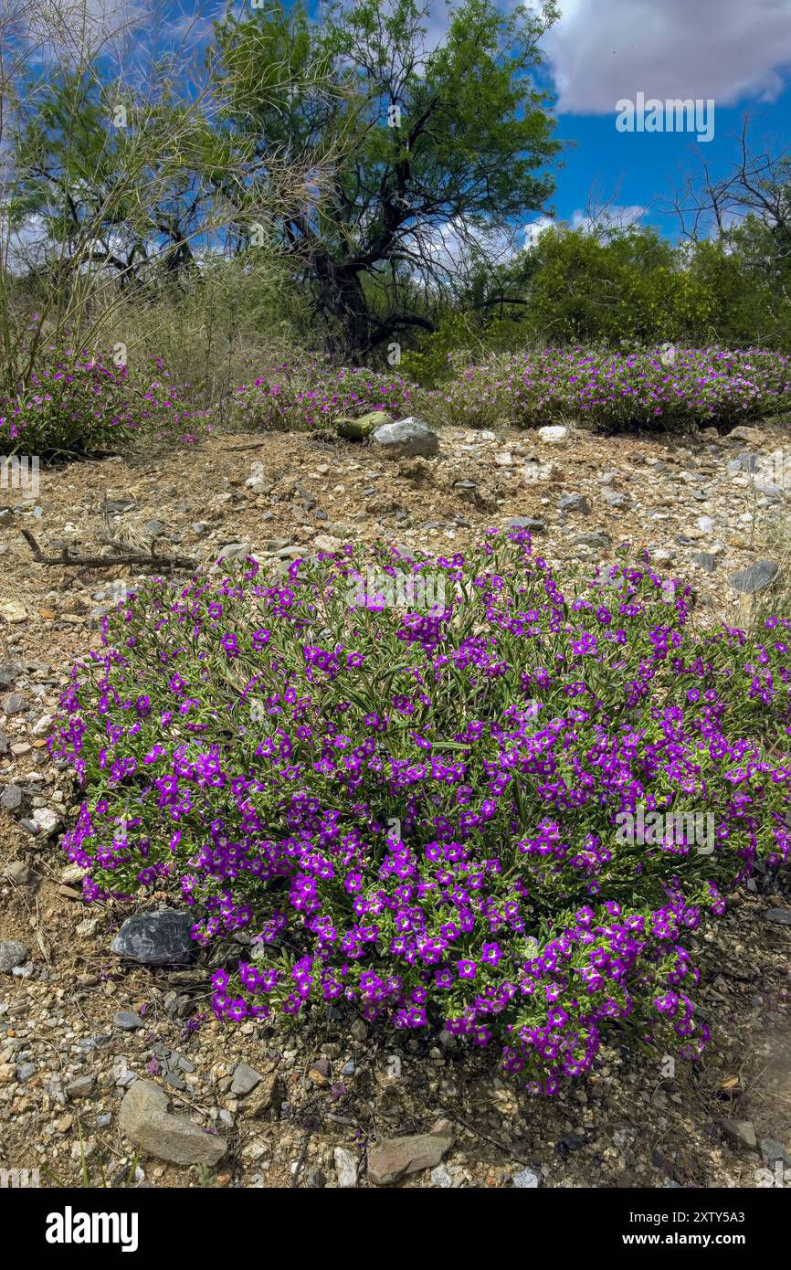 Hispid Nama, Purple Mat, Sand Bells, Sonoran Desert, Saguaro Park East ...