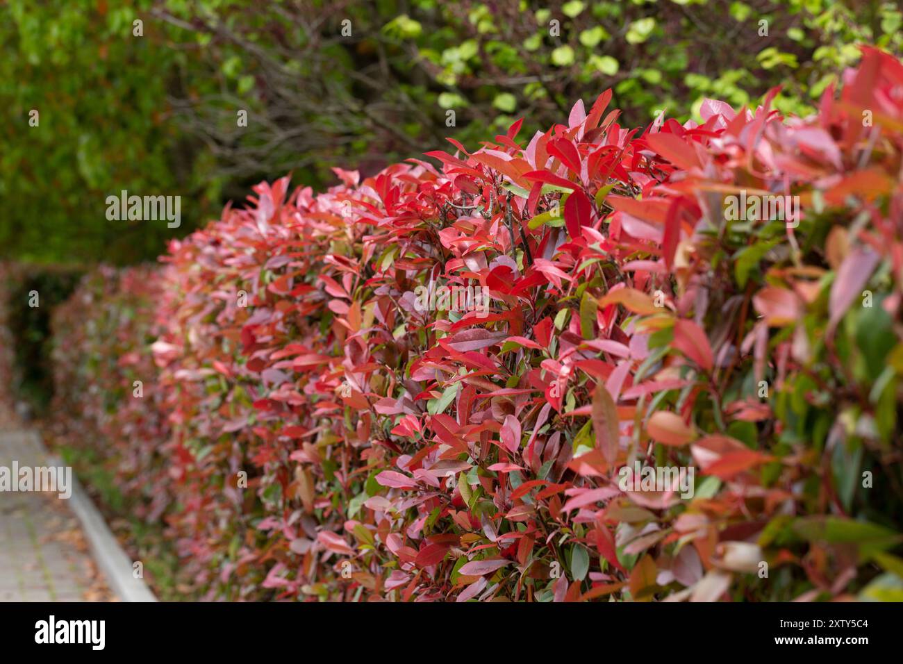 Red and green leaves of a photinia fraseri red robin hedge on a street ...