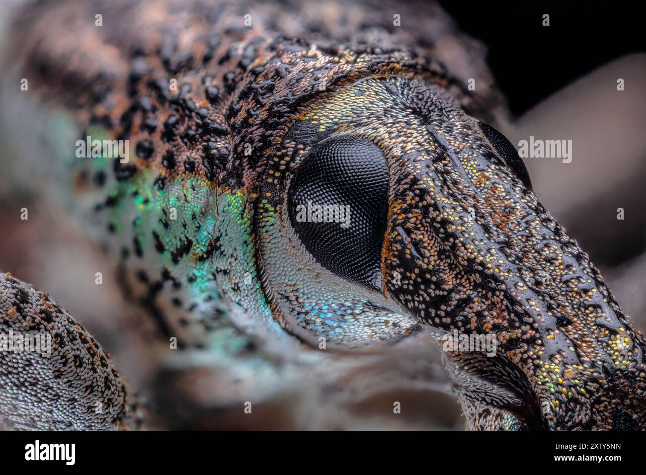 Compound Eye, Weevil, Rhinoscapha dohrni Stock Photo - Alamy