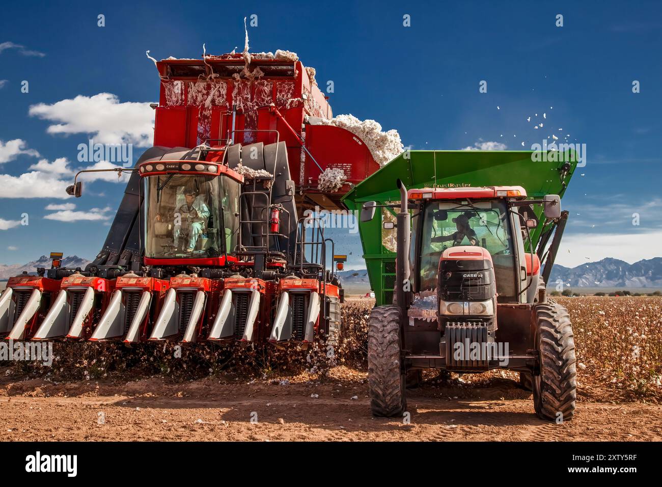 Cotton Combine Harvesting Pima Cotton - Marana, Arizona Stock Photo - Alamy
