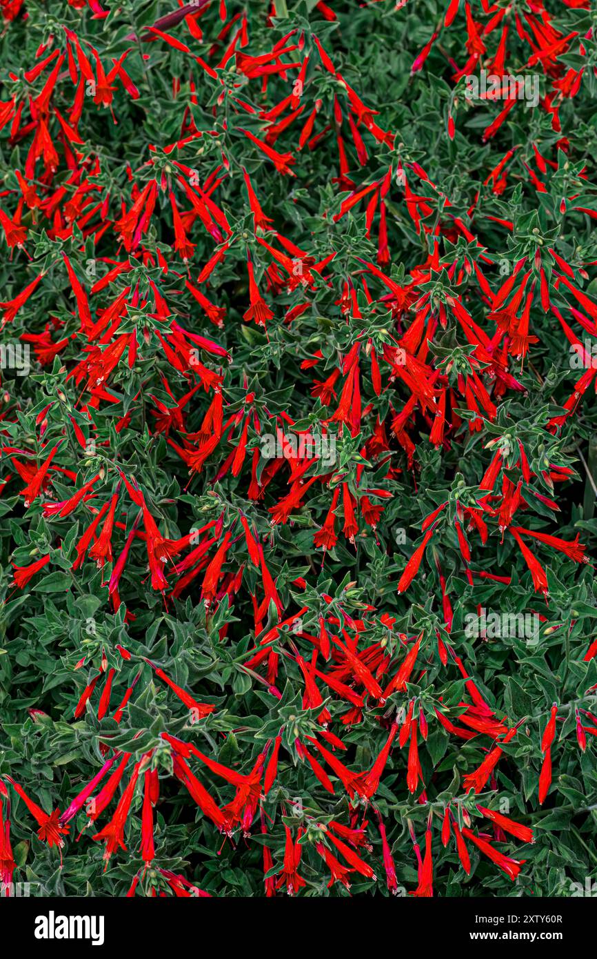 Epilobium canum, also known as California fuchsia or Zauschneria Stock ...