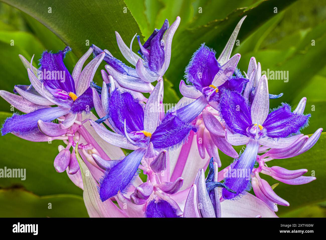 Epiphyte family hi-res stock photography and images - Alamy