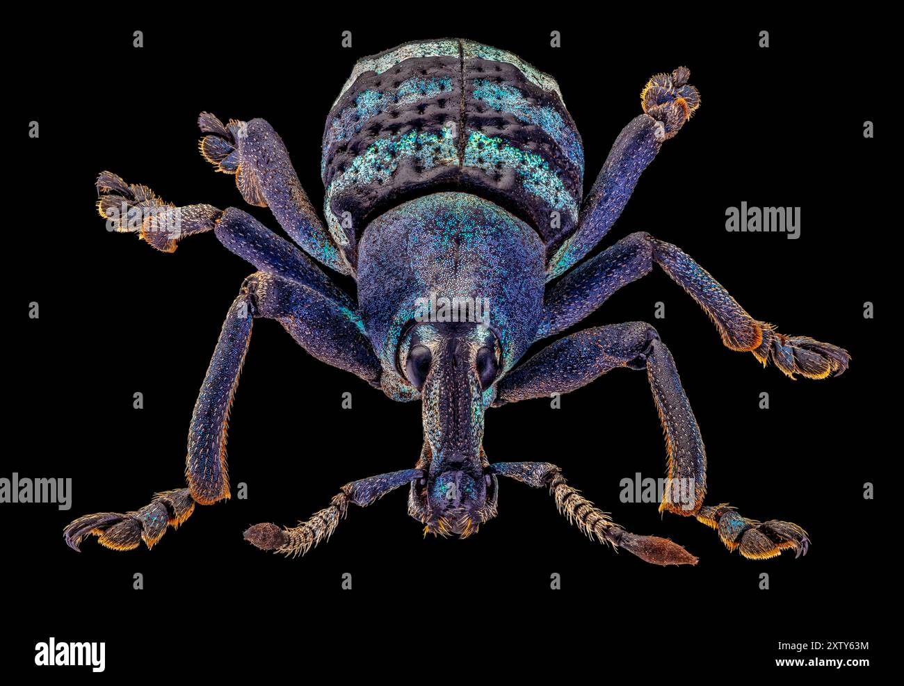 Unique beetle anatomy hi-res stock photography and images - Alamy