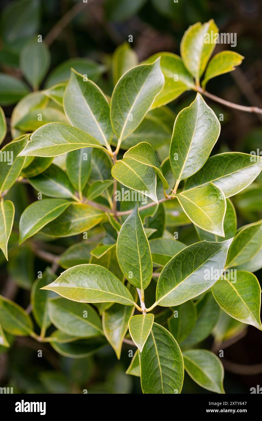 The spring foliage of the evergreen shrub osmanthus. Background of ...
