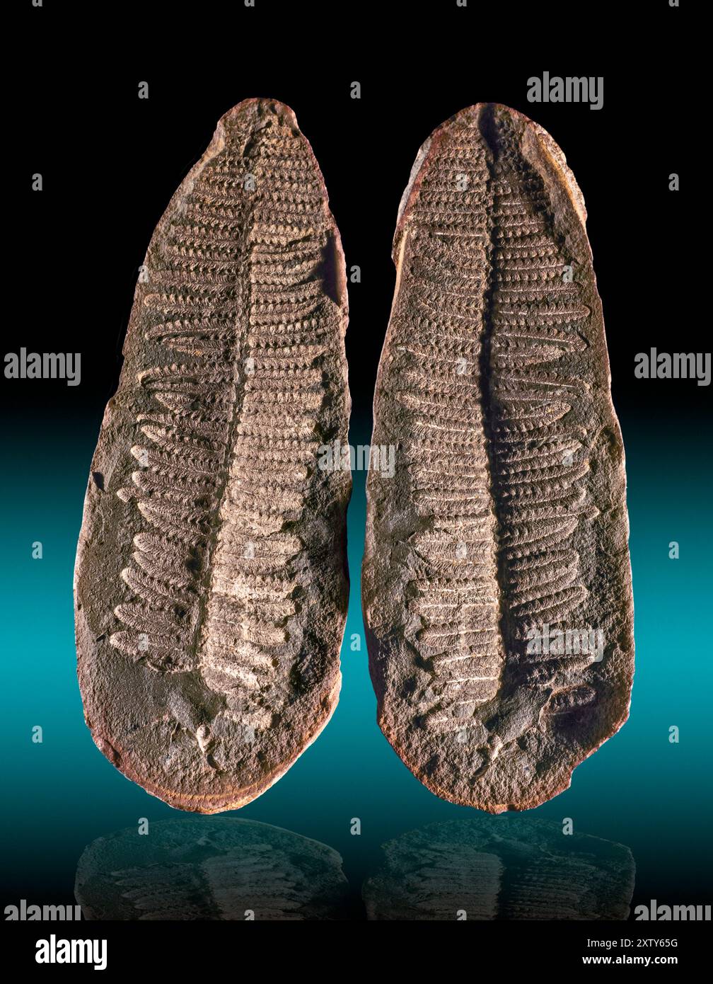 Mazon creek fossil beds hi-res stock photography and images - Alamy