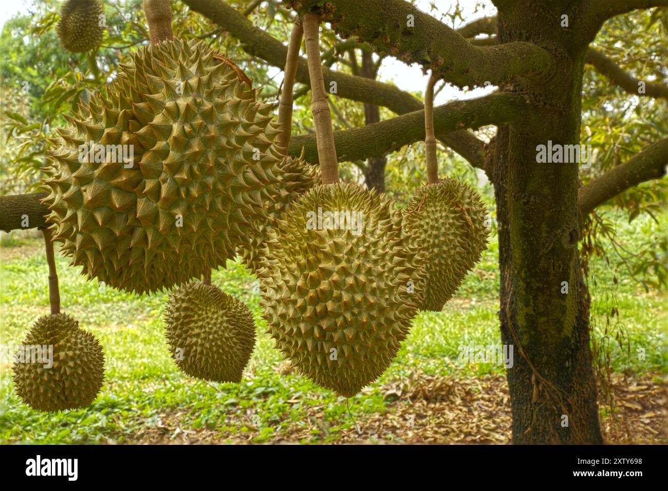 Durian fruits on trees in the agricultural farm in Thailand Stock Photo ...