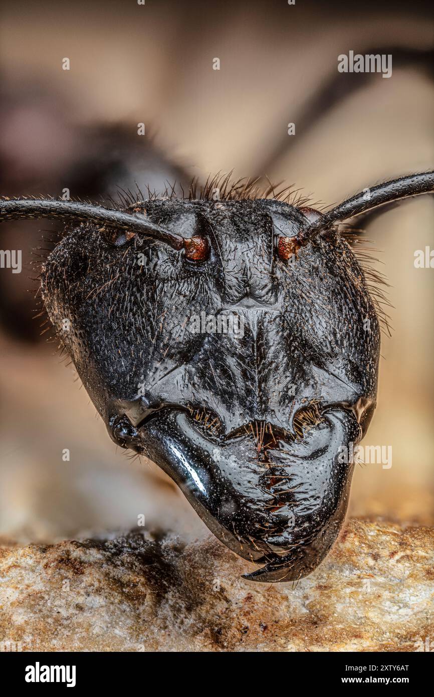 Giant Forest Ant Head 2.5x, Camponotus gigas Stock Photo - Alamy
