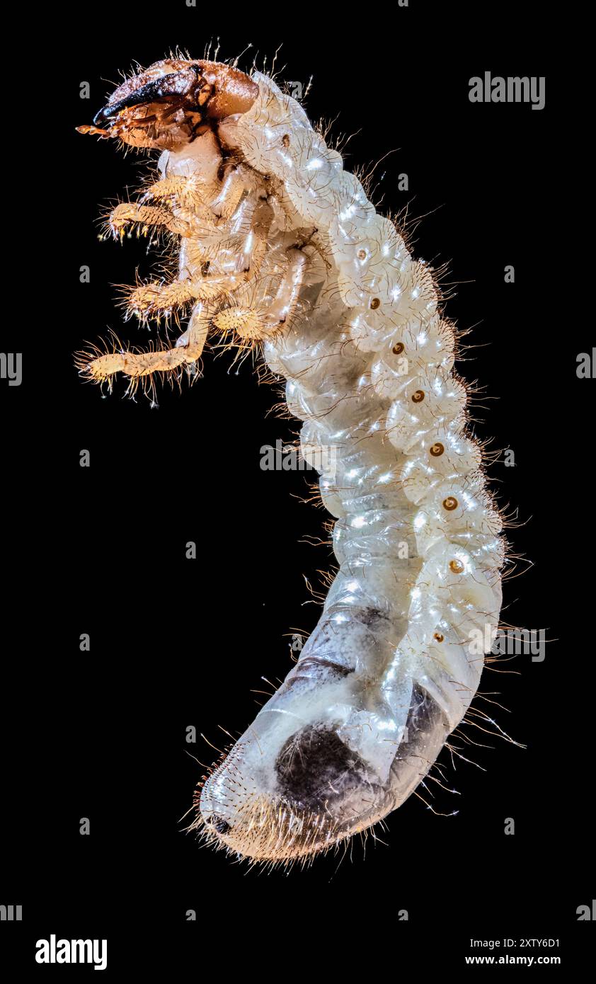 Green June Beetle in Larval stage, Cotinis nitida (1” long Stock Photo ...