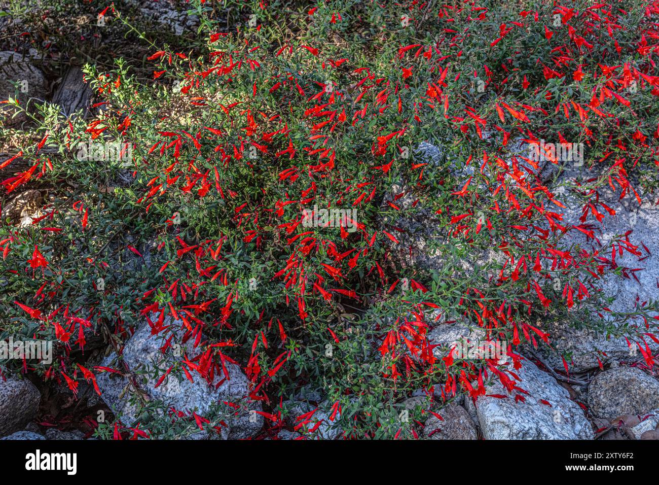 Hummingbird Trumpet, Zauschneria, Epilobium canum Stock Photo - Alamy