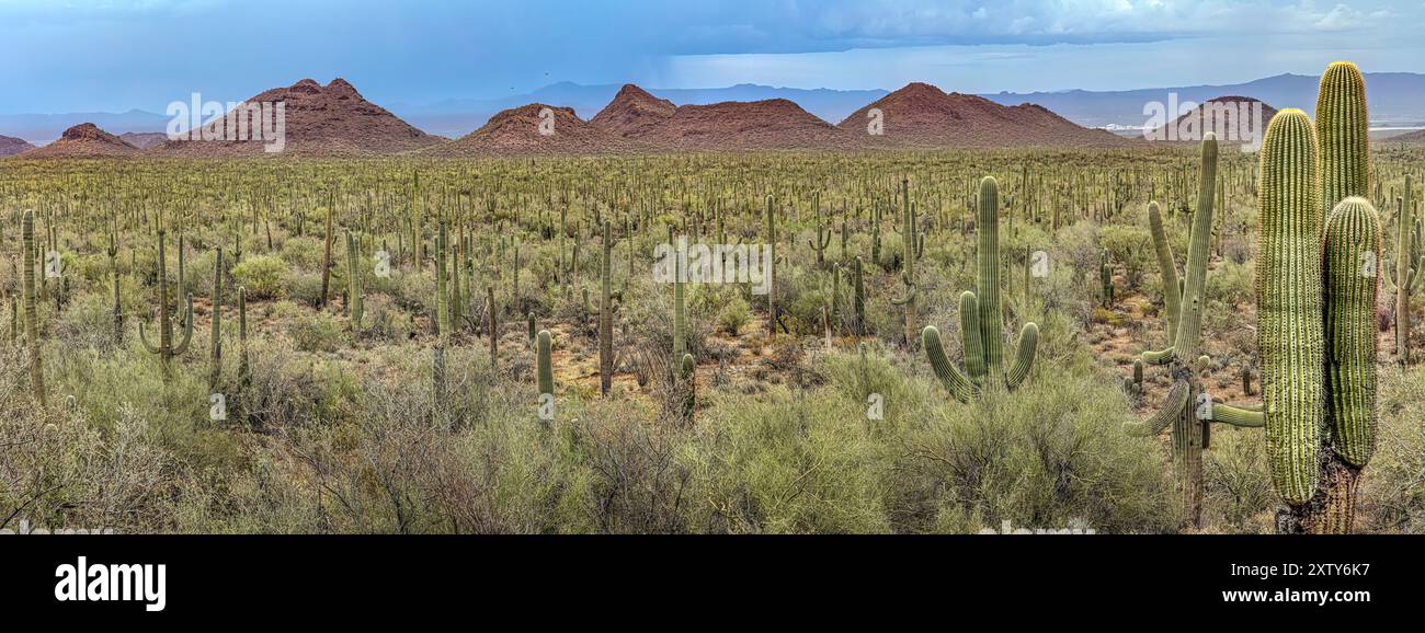 Saguaro Cactus Forest, Ironwood Forest National Monument, AZ Stock ...