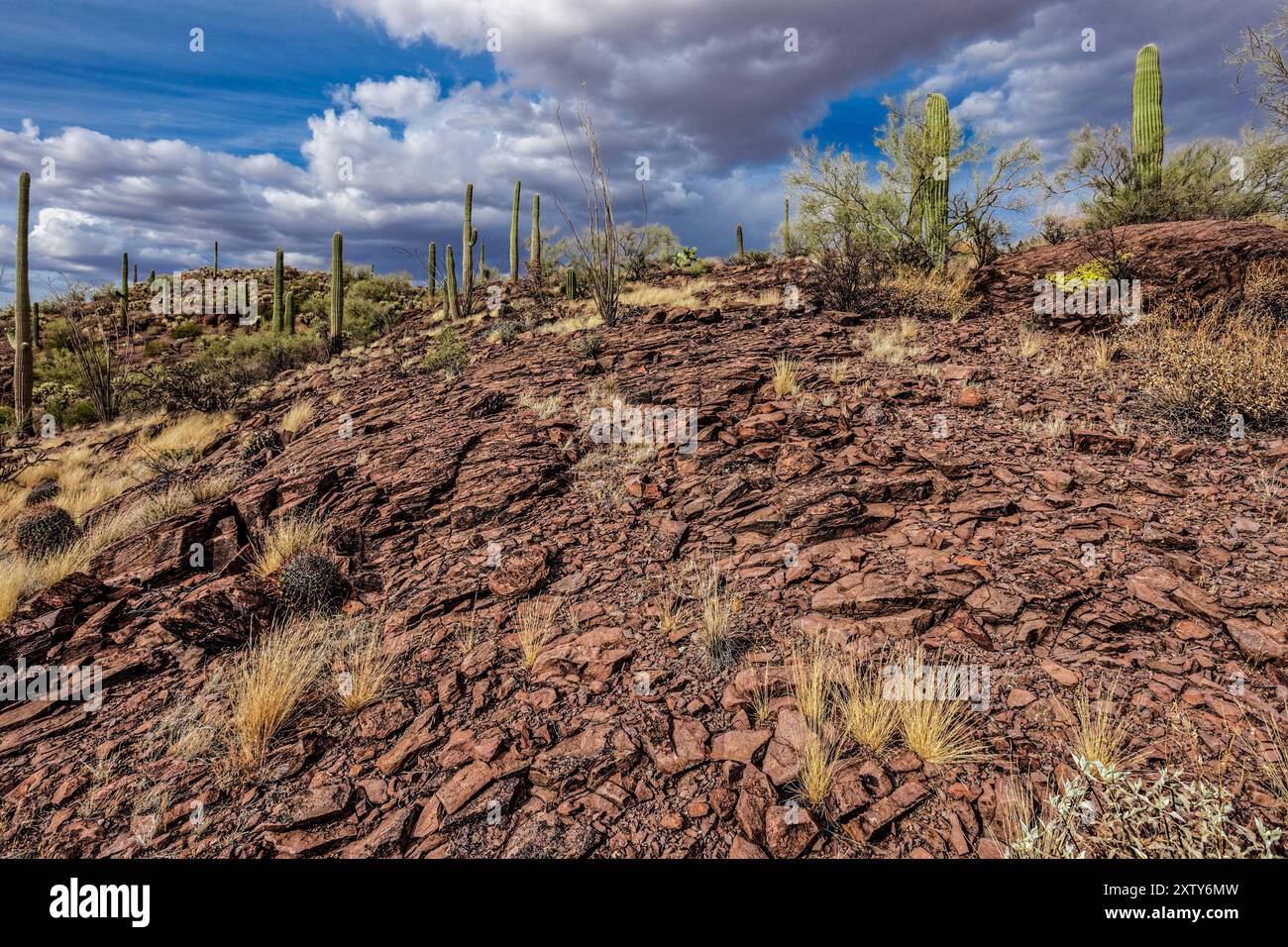 Weathering Rhyolite, Ironwood Forest National Monument, Marana, AZ ...