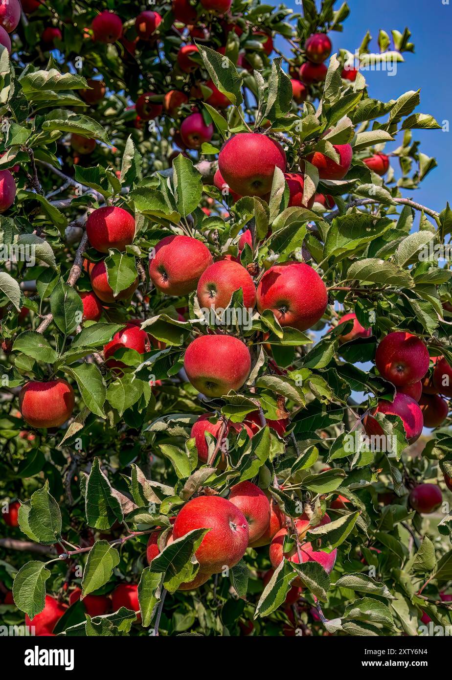 Jonagold Apples - A cross of Golden Delicious and Jonathan apples Stock ...