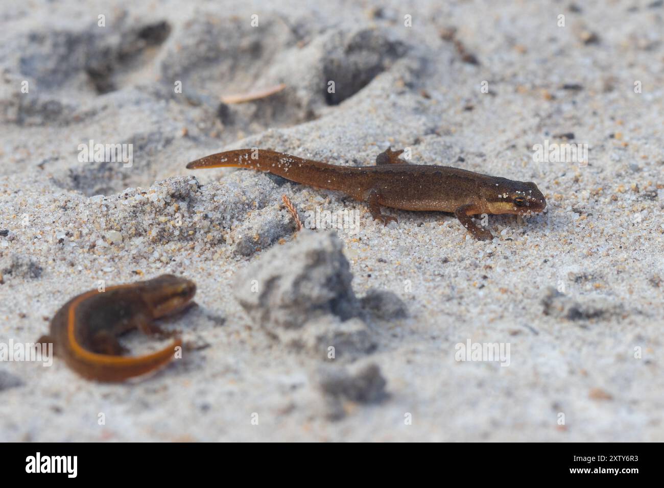 Newtlets hi-res stock photography and images - Alamy