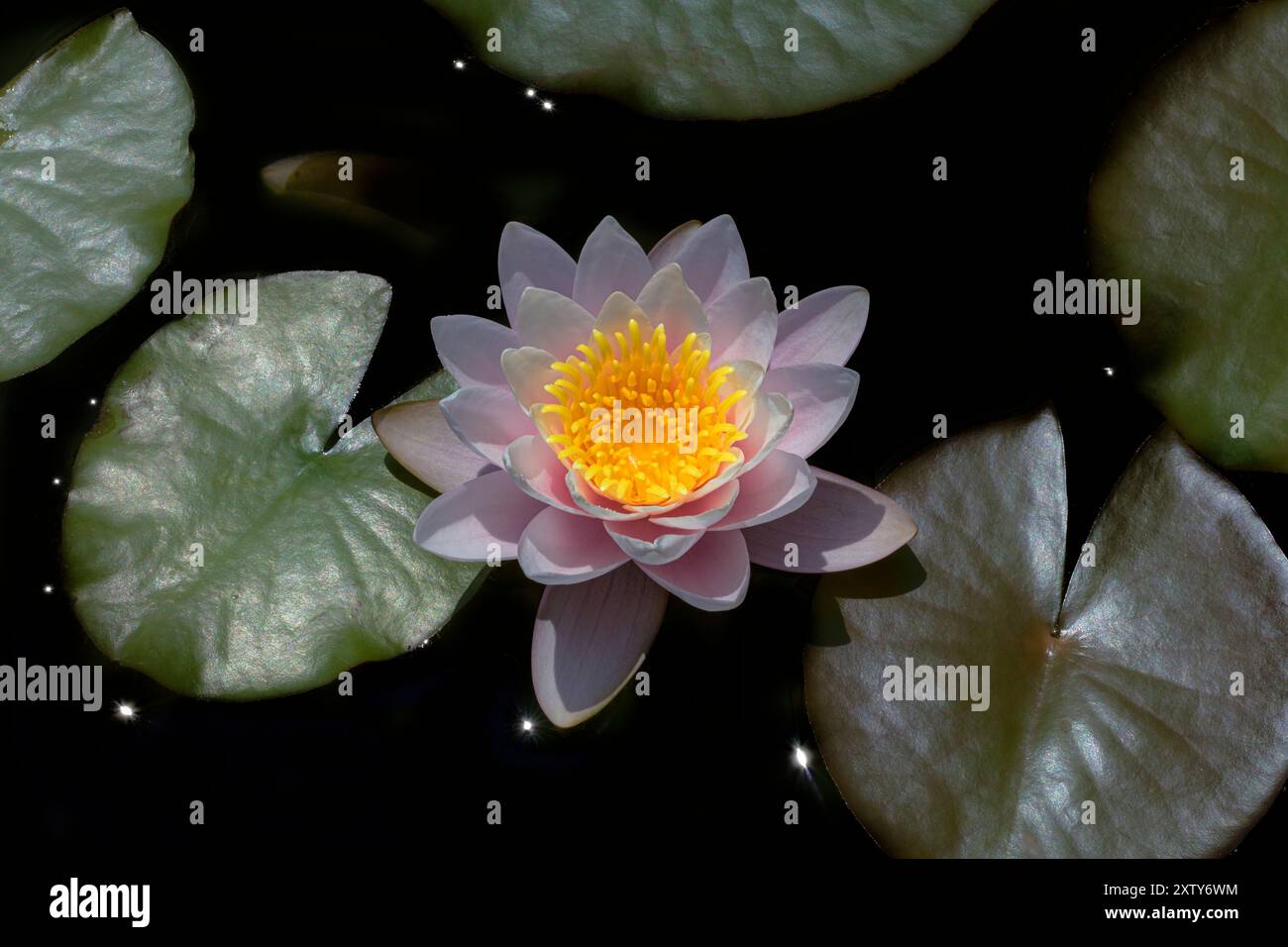 Water lily nymphaeaceae plant hi-res stock photography and images - Alamy