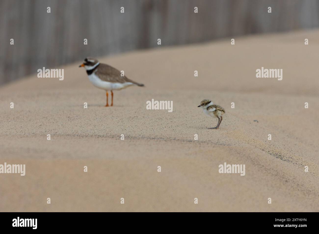 Common Ringed Plover and its chick, on a Beach, County Durham, England ...
